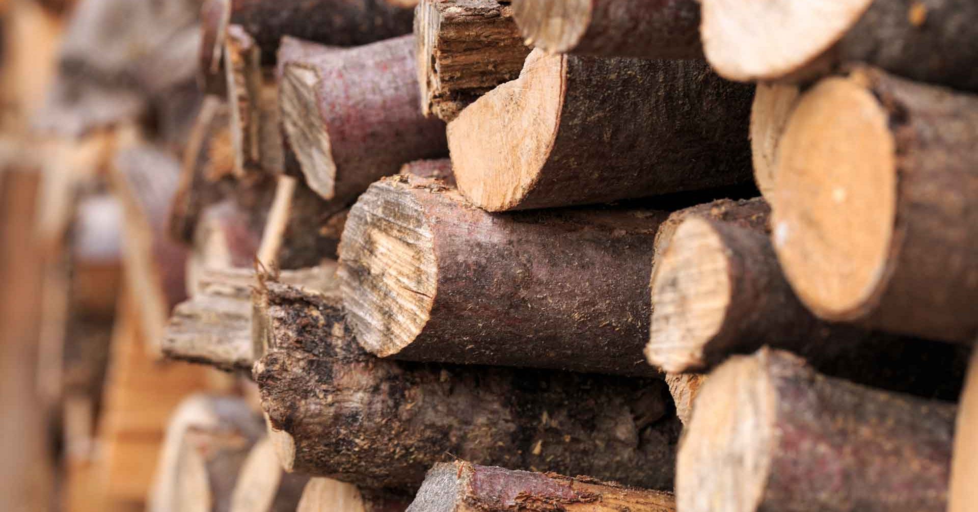 Holzlexikon Tipps & Informationen über verschiedene Holzarten